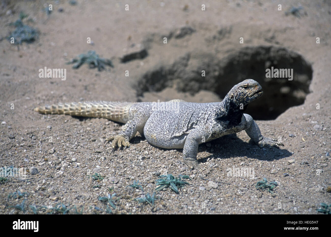 Uromastyx Aegyptia Aegyptia High Resolution Stock Photography and ...
