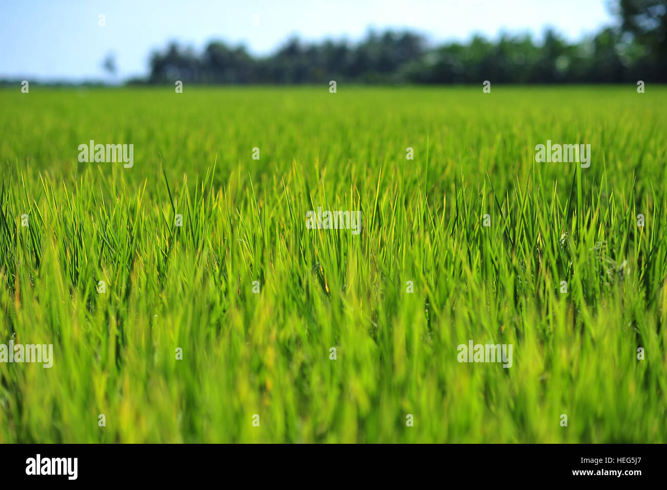 How does rice grow hi-res stock photography and images - Alamy