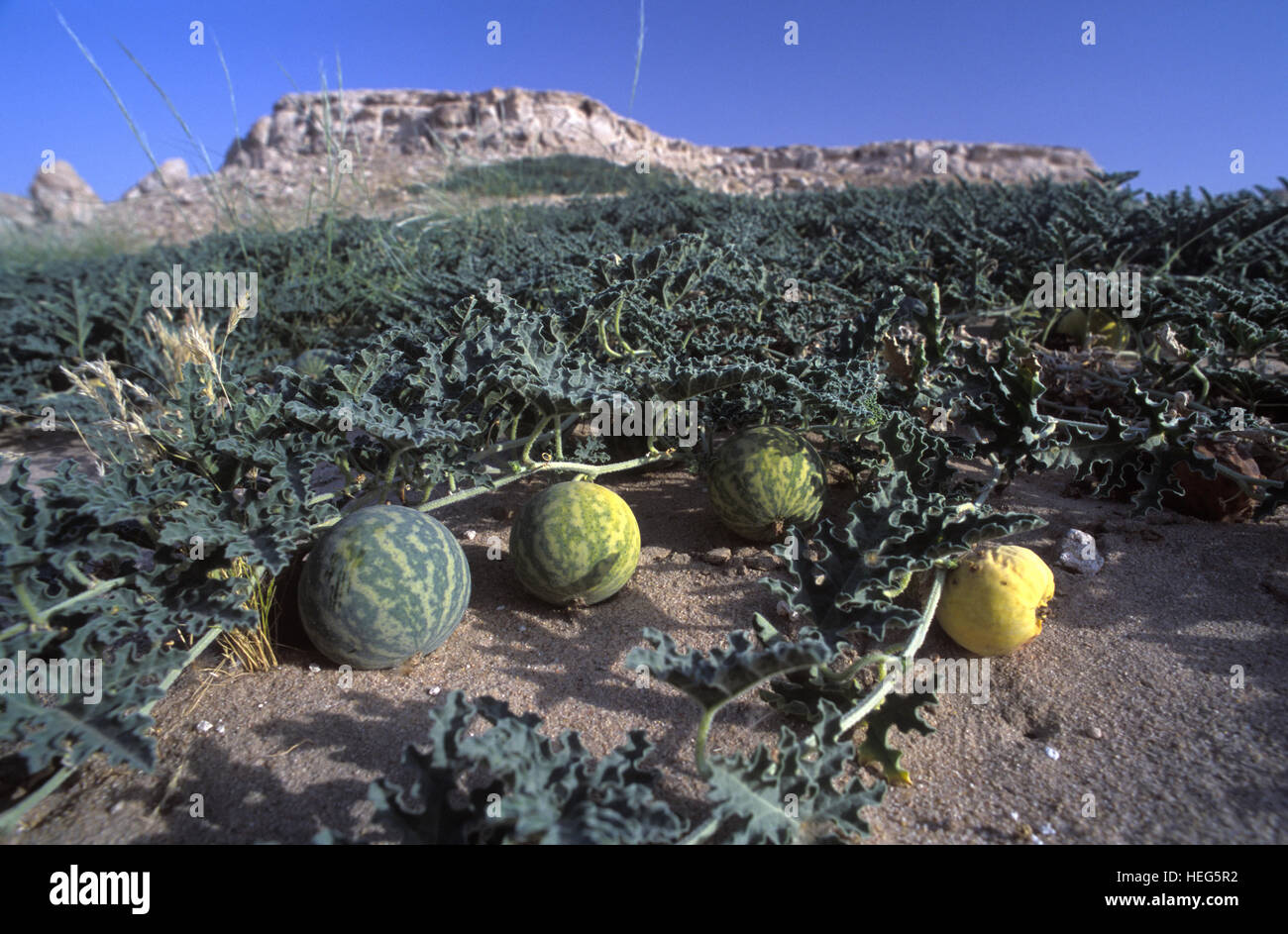 Wild Gourd High Resolution Stock Photography and Images - Alamy