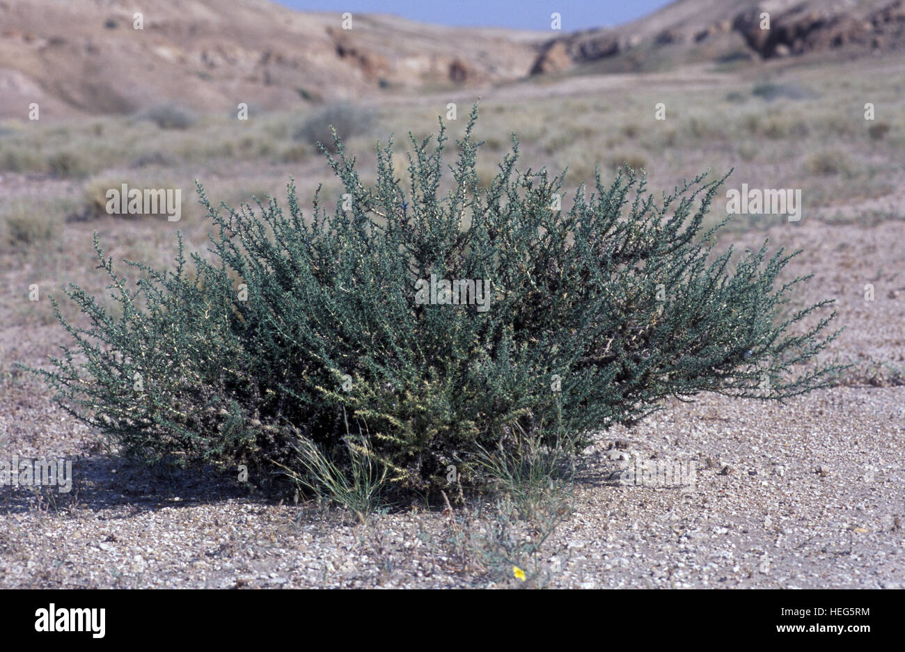 Cornulaca Aucheri High Resolution Stock Photography and Images - Alamy