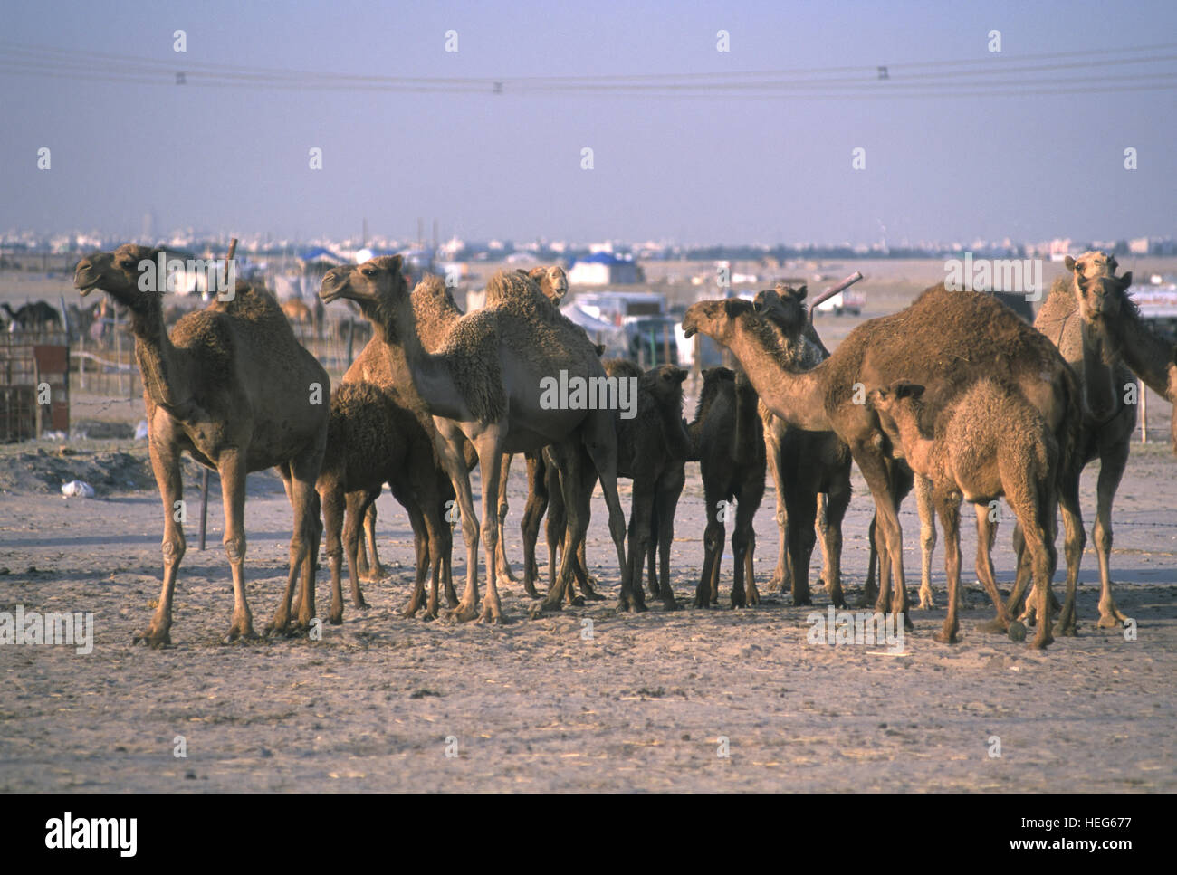Kuwait Camel High Resolution Stock Photography and Images - Alamy