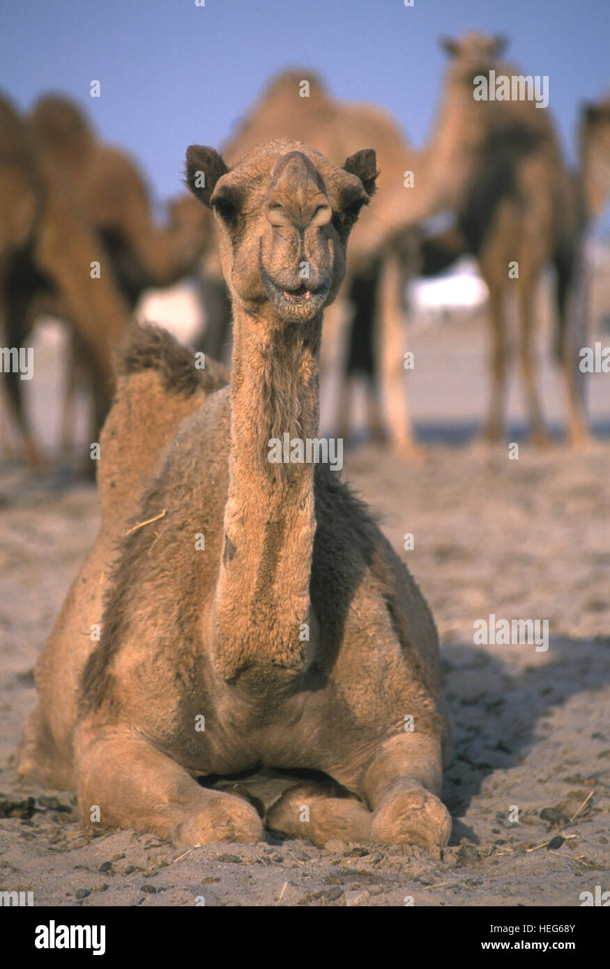 Kuwait Camel High Resolution Stock Photography and Images - Alamy