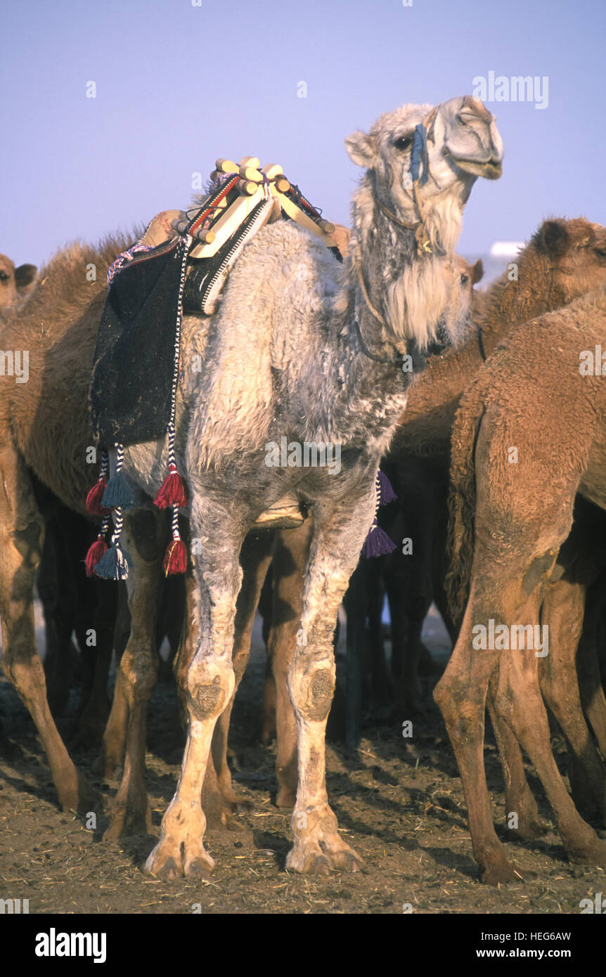 Kuwait Camel High Resolution Stock Photography and Images - Alamy