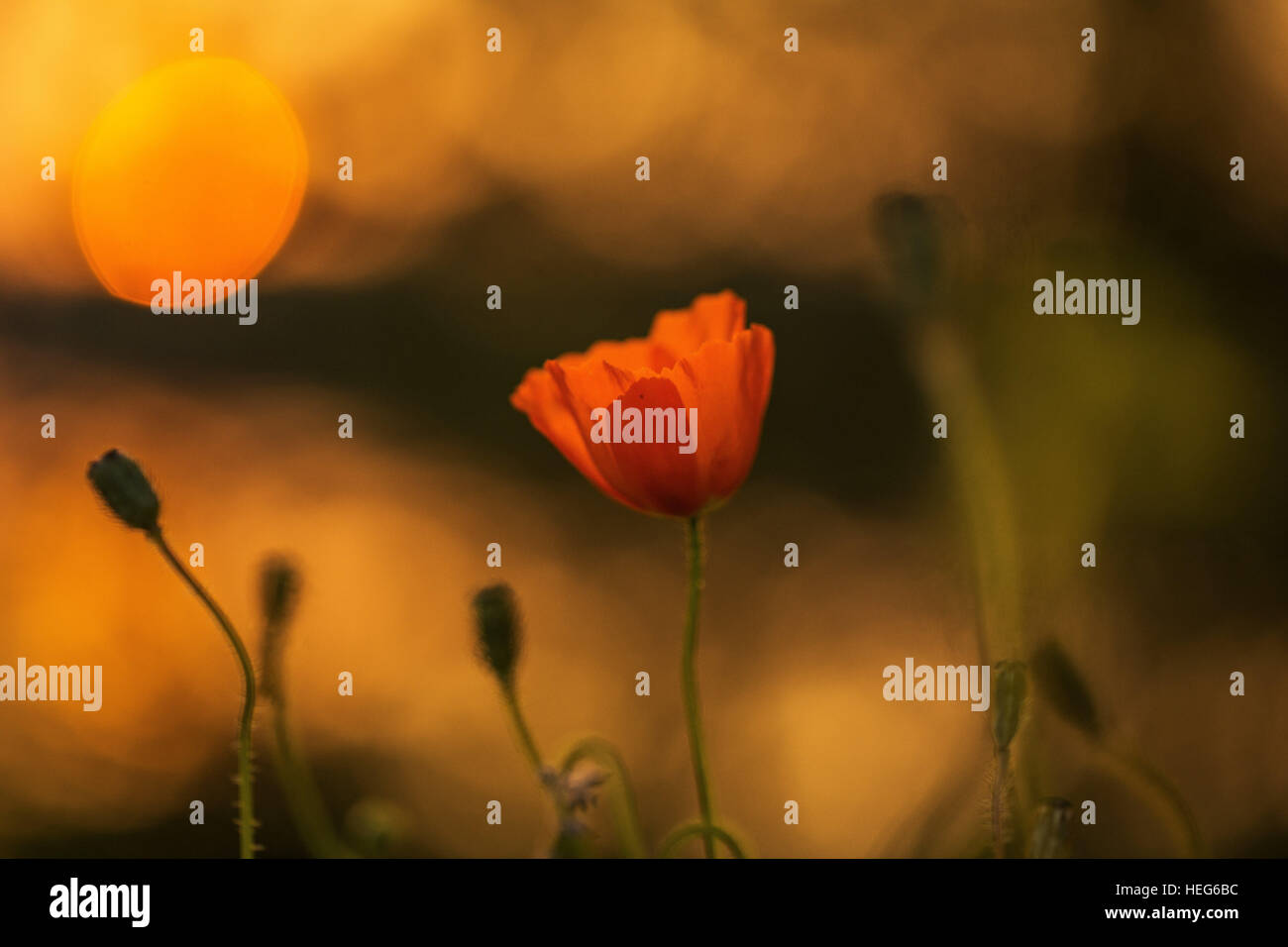 Artistic flower scene hi-res stock photography and images - Alamy