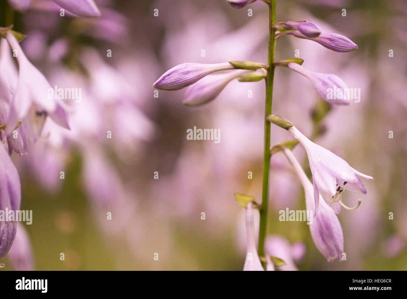 Asian flowers,background,beautiful,botanical,closeup,colorful,flower ...