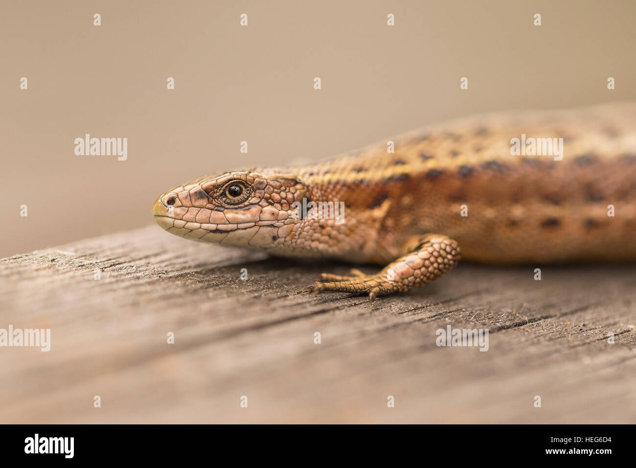 Face fauna hi-res stock photography and images - Alamy