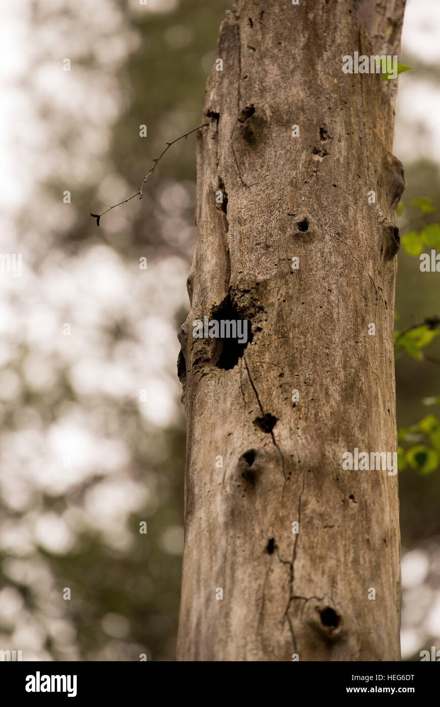black,bokeh,brown,dead tree,forest,green,snag,snag tree,summer,texture ...