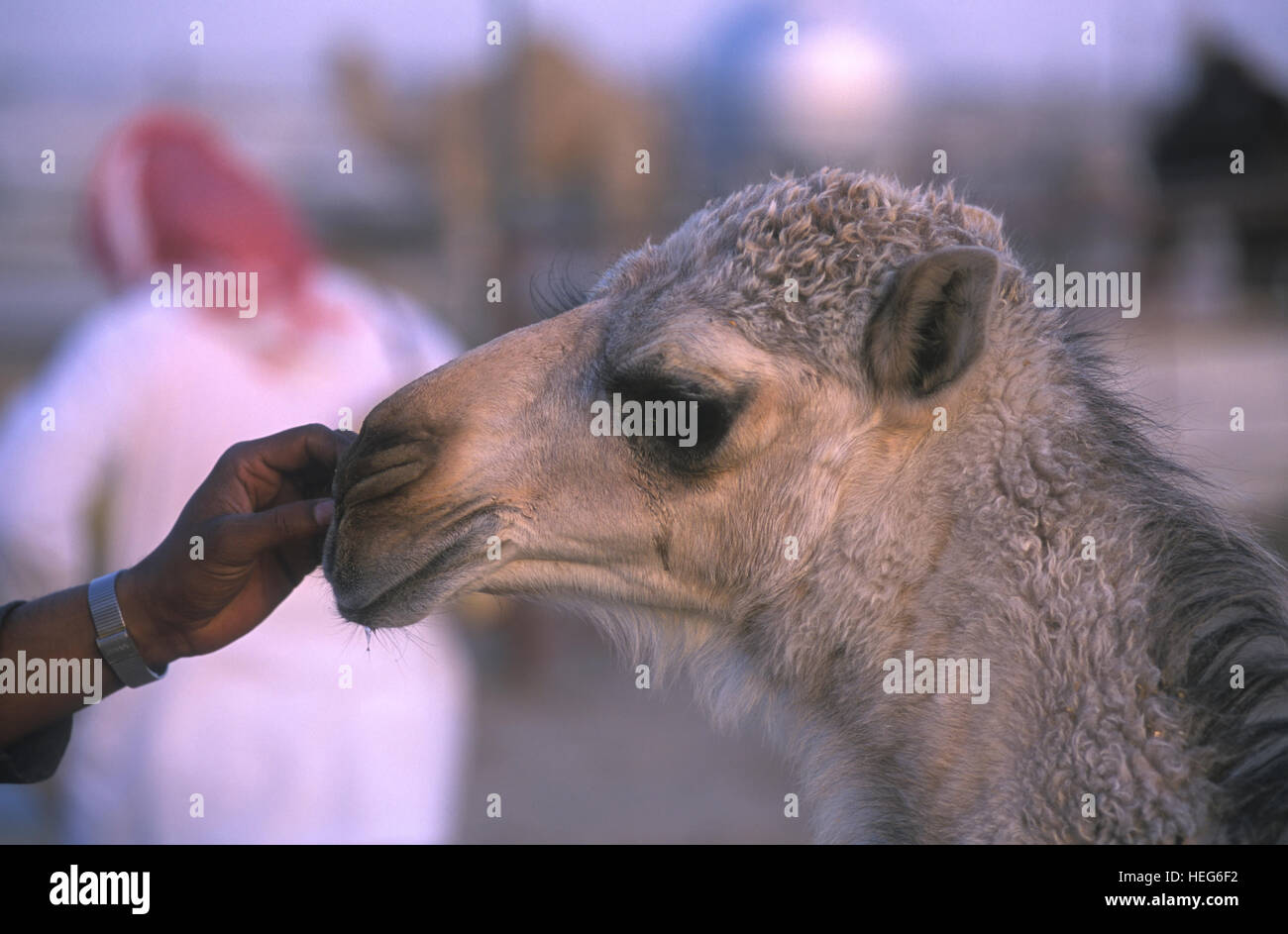 Kuwait Camel High Resolution Stock Photography and Images - Alamy