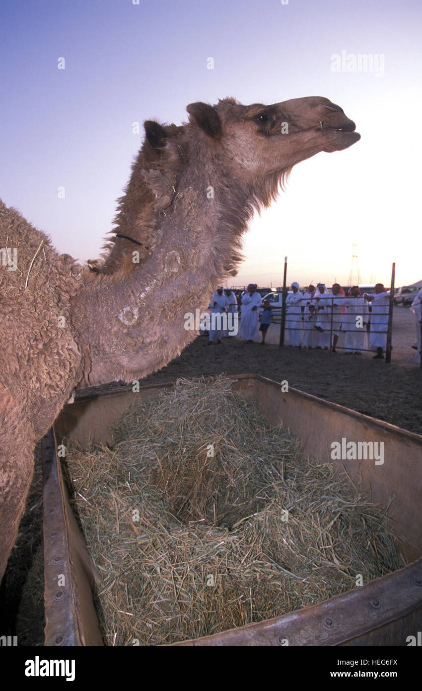 Kuwait Camel High Resolution Stock Photography and Images - Alamy