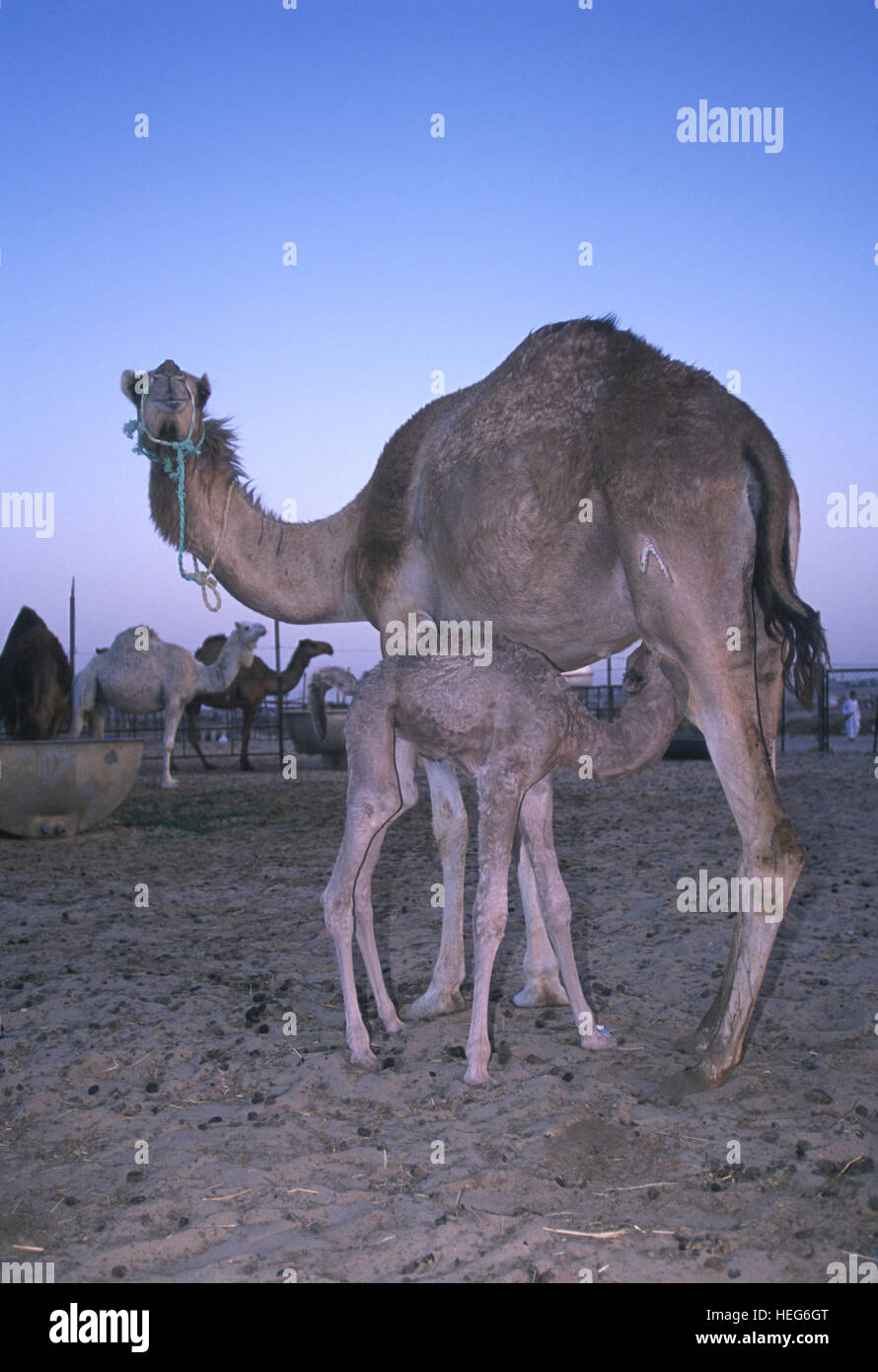Kuwait Camel High Resolution Stock Photography and Images - Alamy