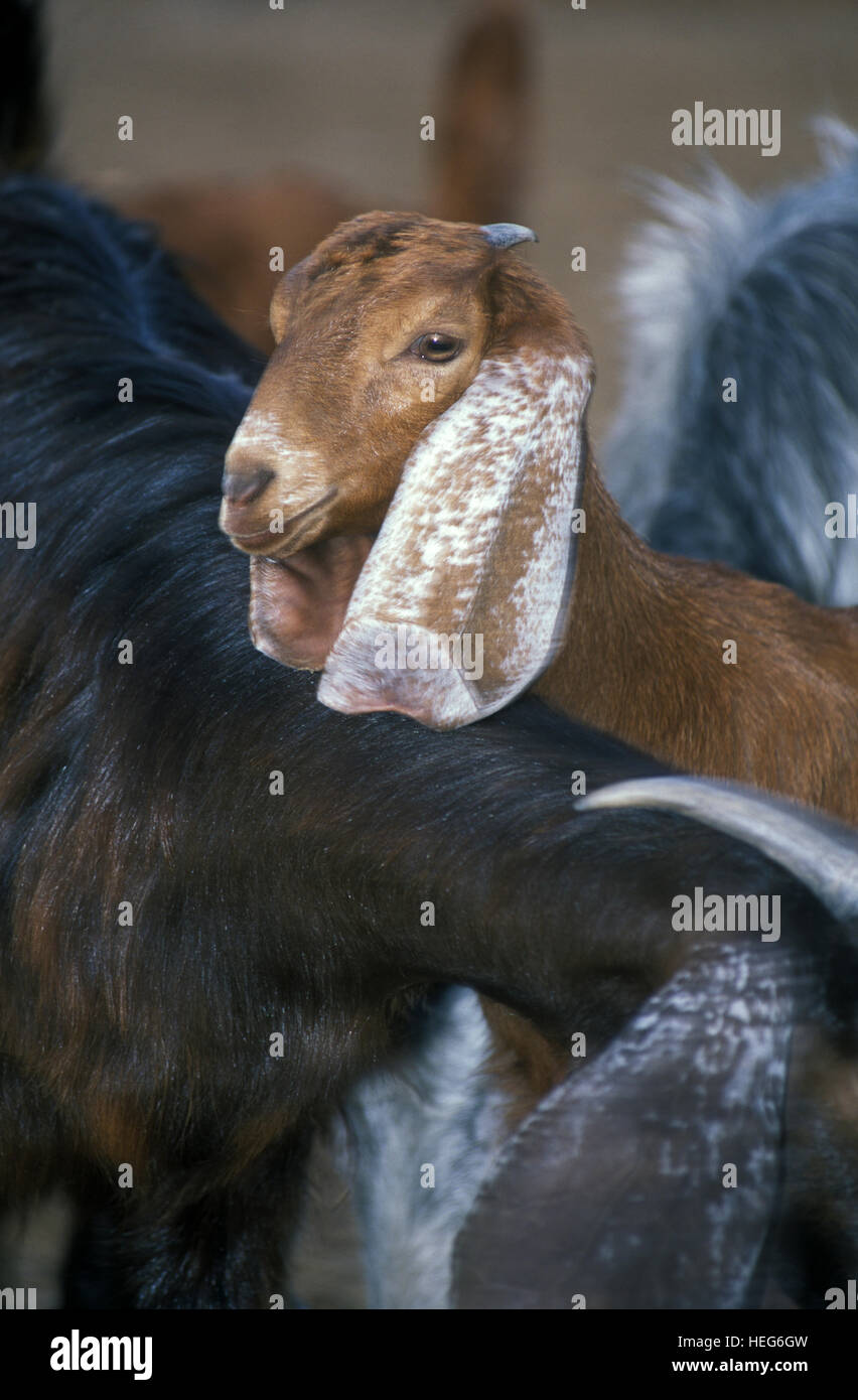 Shepherd With Goat High Resolution Stock Photography and Images - Alamy