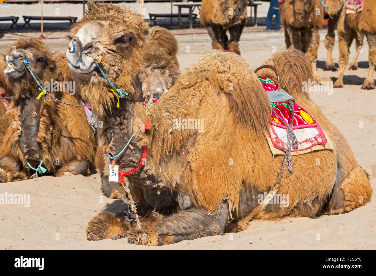 Camel china sit hi-res stock photography and images - Alamy