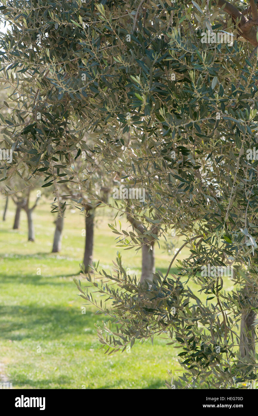 Olive trees (Olea europaea, Oleaceae) in a row Stock Photo - Alamy