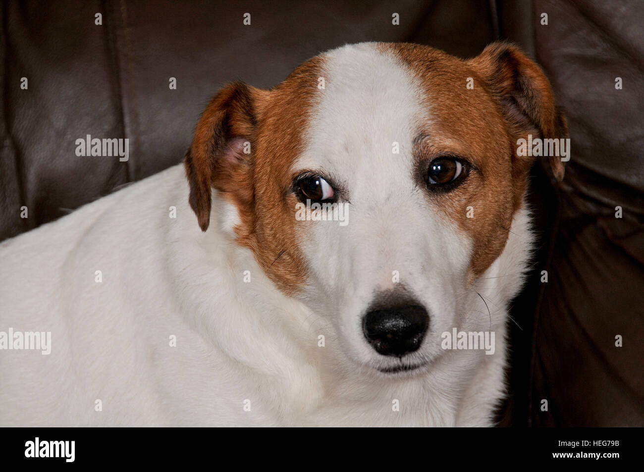 Handsome Jack Russell Terrier male boy dog Stock Photo - Alamy