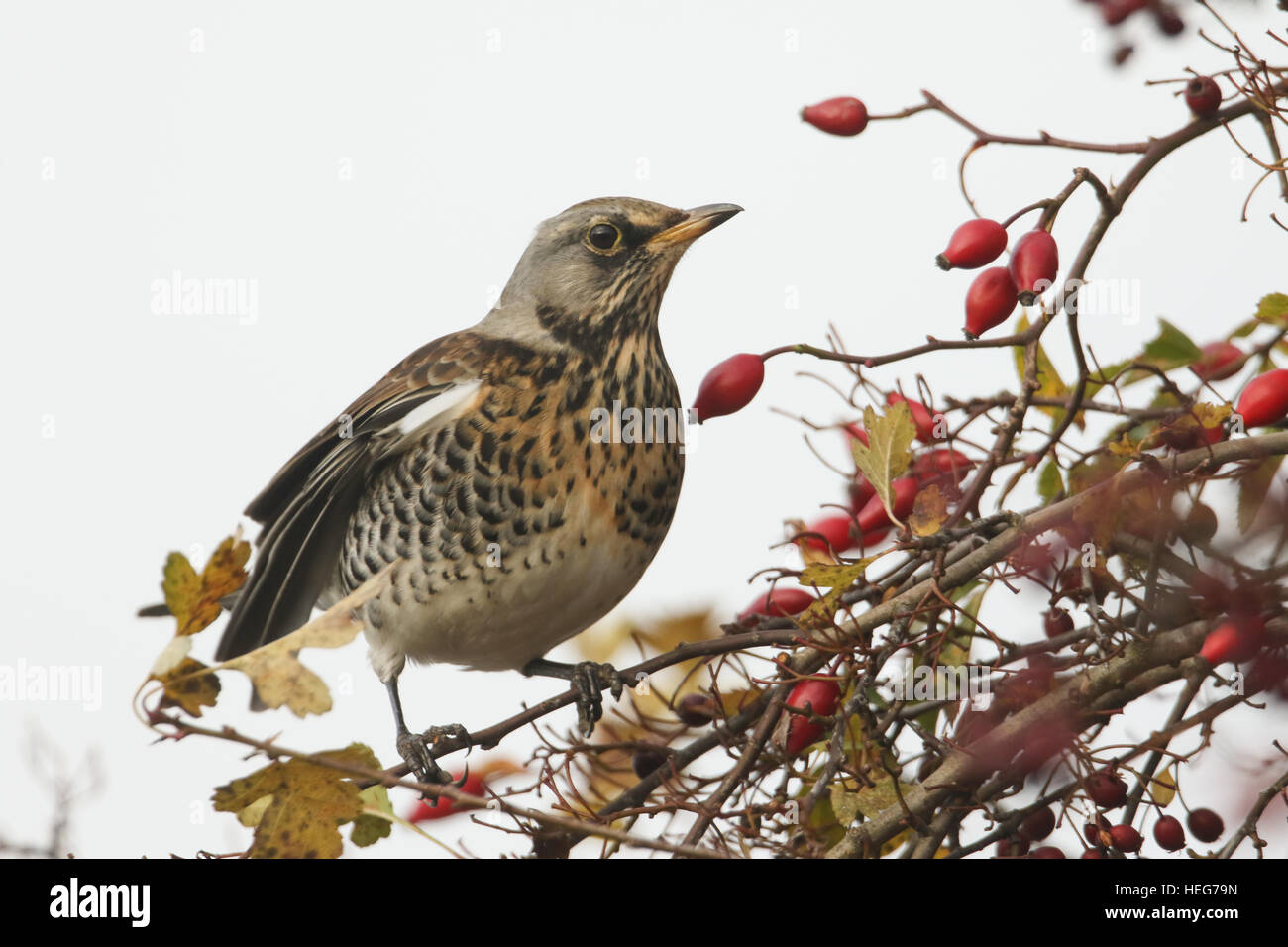 A Fieldfare (Turdus pilaris) eating berries. A winter visiting bird to ...