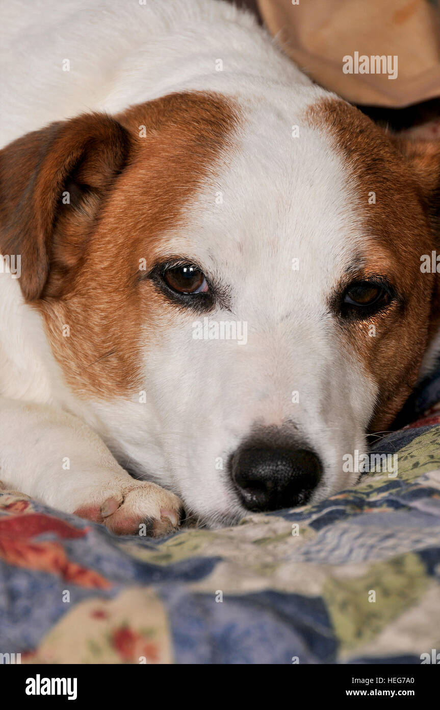 Handsome Jack Russell Terrier male boy dog Stock Photo - Alamy