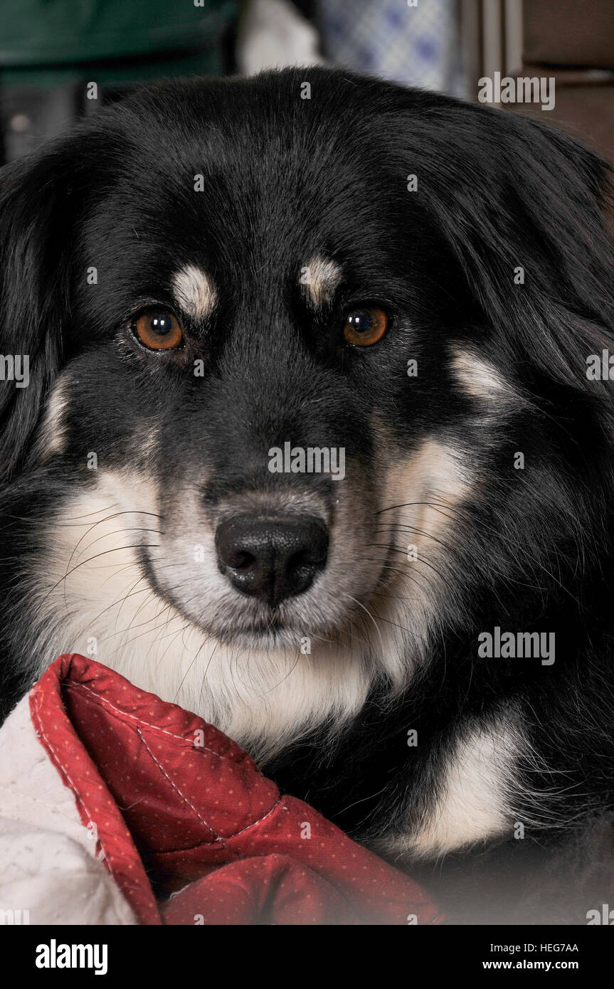 Portrait of a full blooded pedigree border collie female Stock Photo ...
