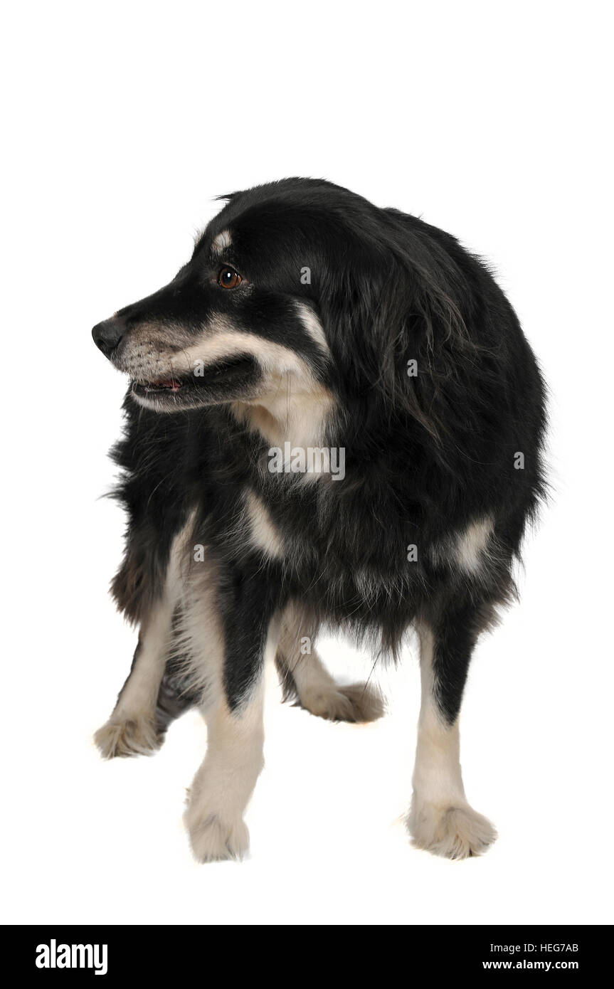 Portrait of a full blooded pedigree border collie female Stock Photo ...
