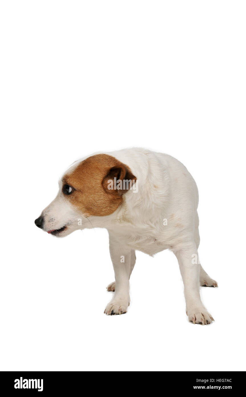 Doge Cutout