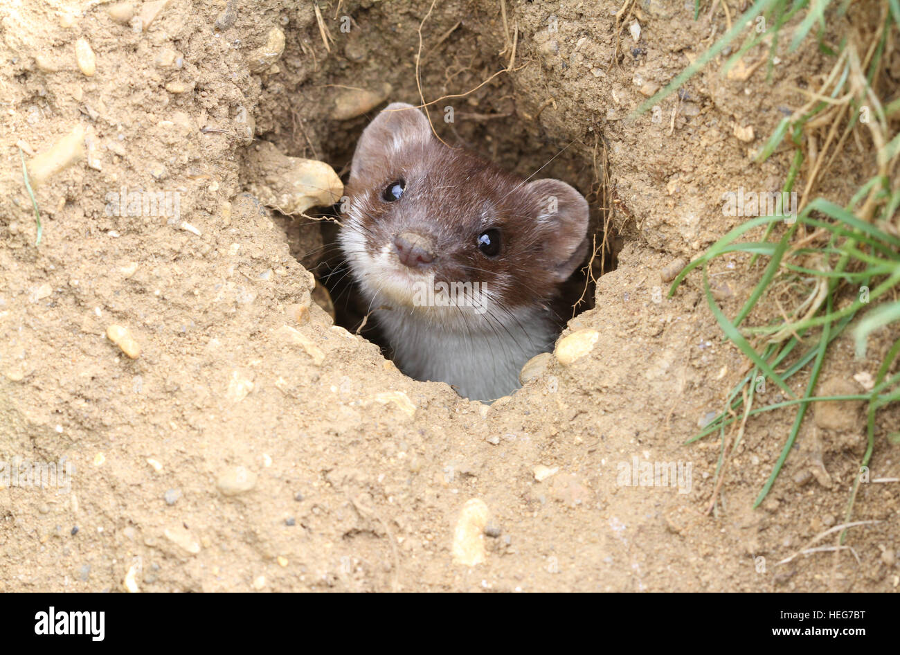 Stoat in hole hi-res stock photography and images - Alamy