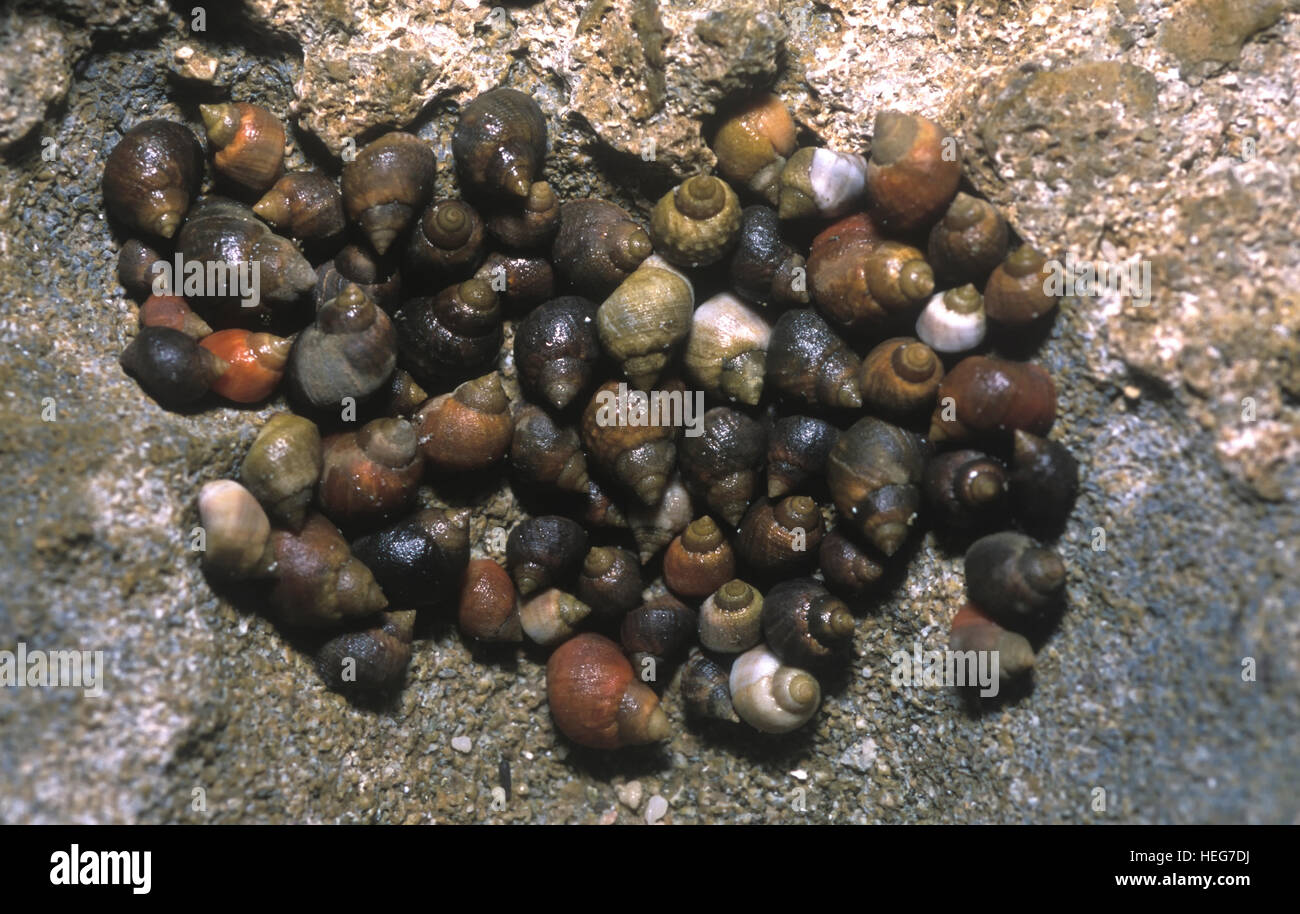 Periwinkle Snail High Resolution Stock Photography and Images - Alamy