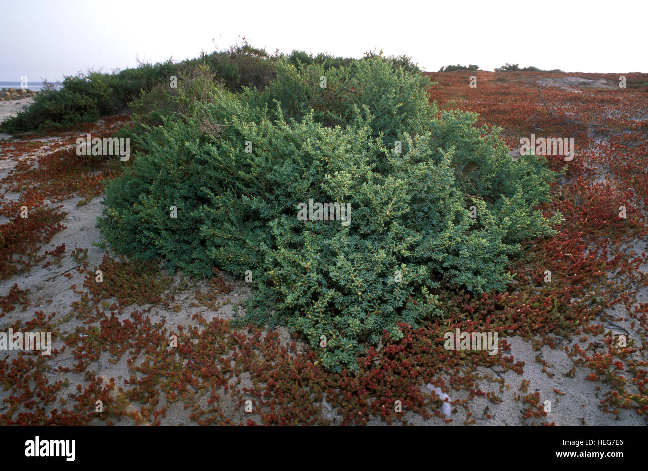 Kuwait Kubbar Island High Resolution Stock Photography and Images - Alamy