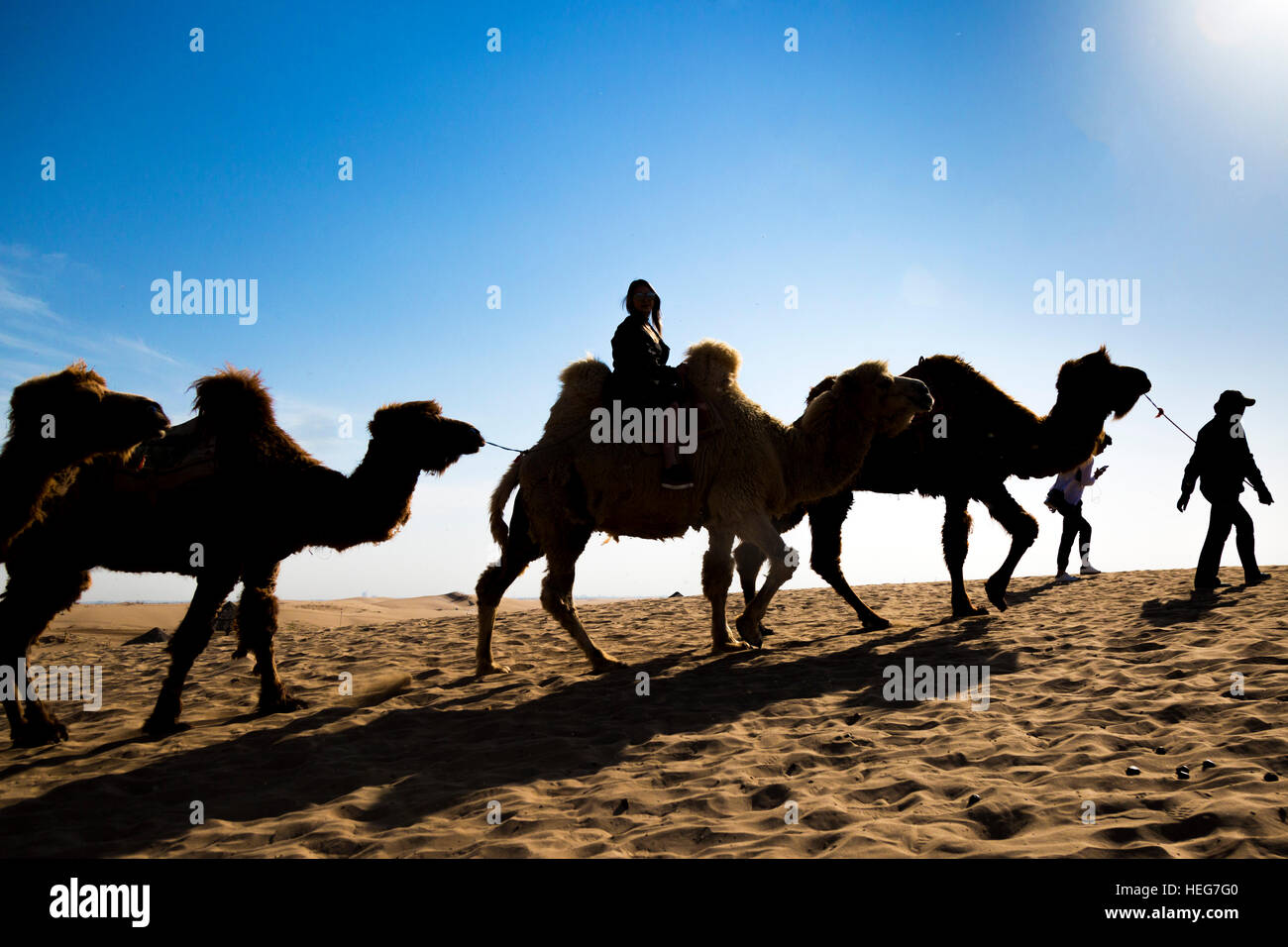 Camel Riding Silhouette Sand Lake Shizuishan Ningxia China Stock