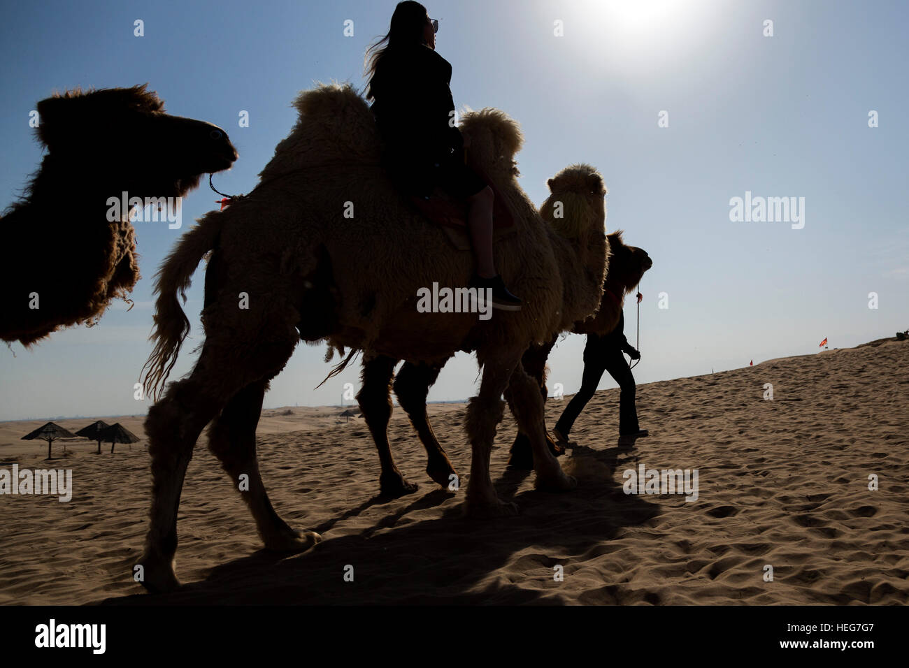 Camel Riding Silhouette Sand Lake Shizuishan Ningxia China Stock