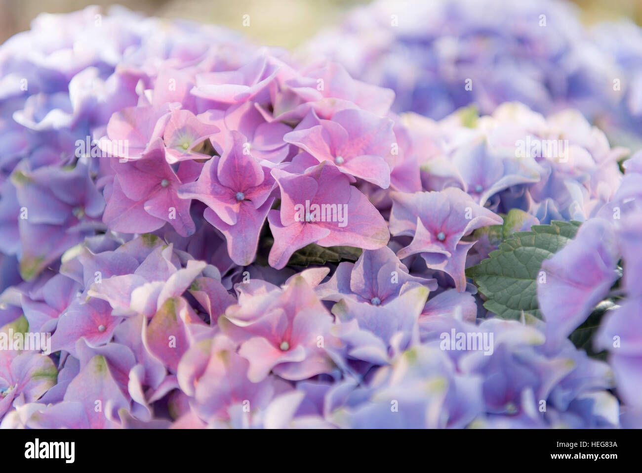 Hydrangea, div. Colours, Hydrangea Macrophylla C2, family hydrangea ...