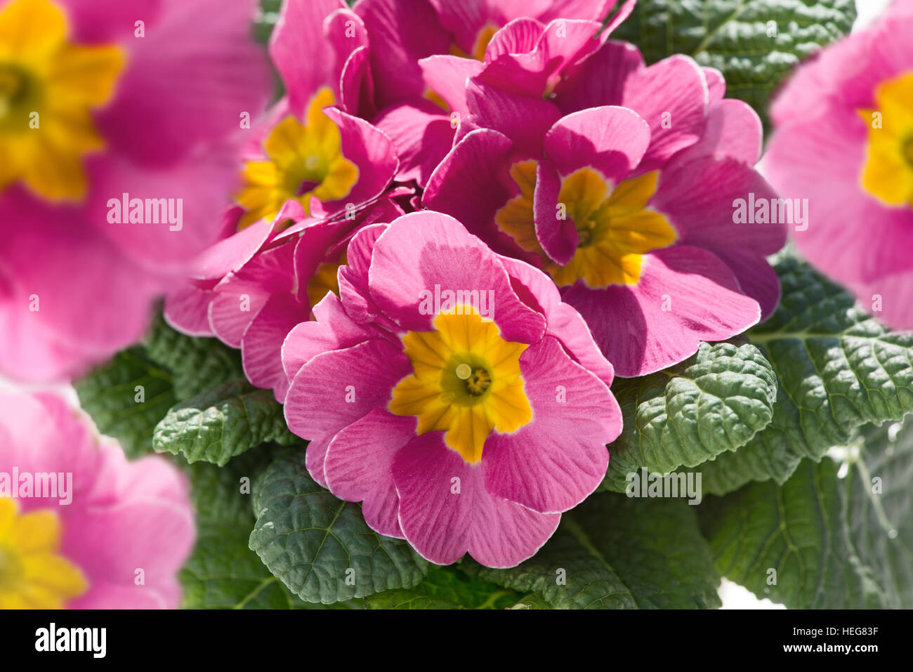 Primrose, pink-coloured, leaves, garden, lat.: Primulaceae, Fam ...