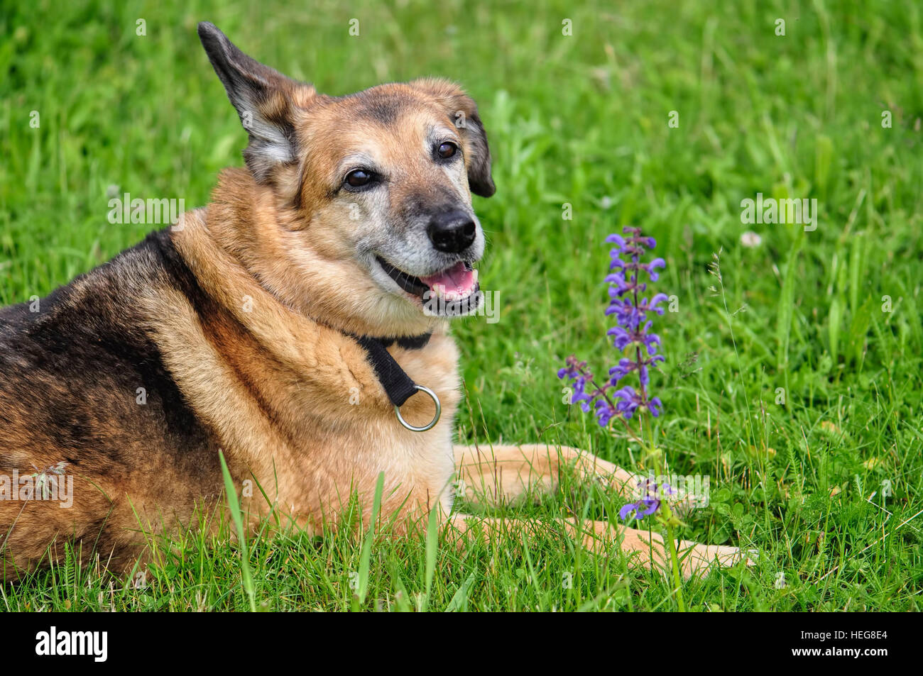 Dog in meadow Stock Photo - Alamy