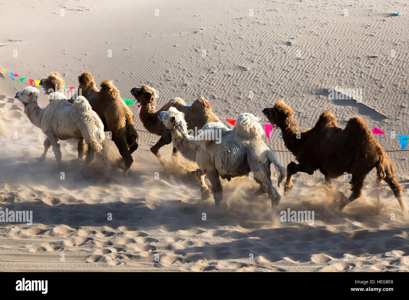 Running camels hi-res stock photography and images - Alamy