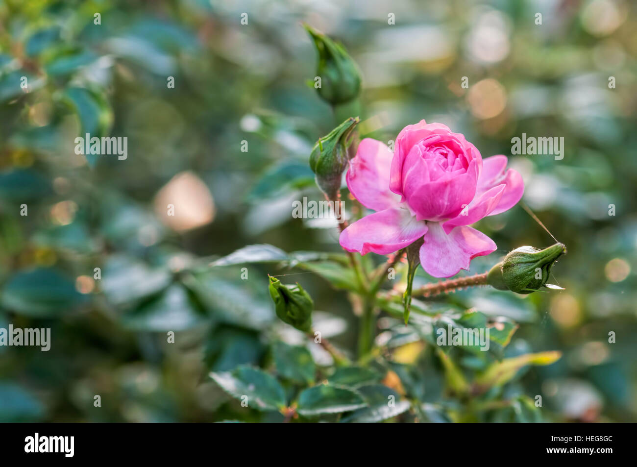 Rose in soft light hi-res stock photography and images - Alamy