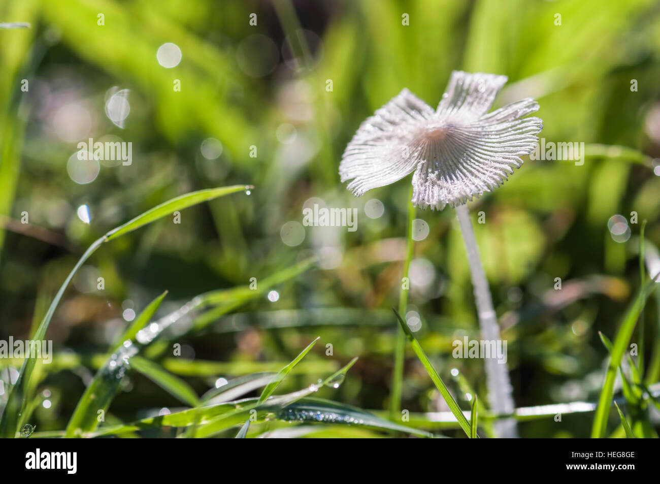 soft white fungus in a damp meadow in the back light Stock Photo - Alamy