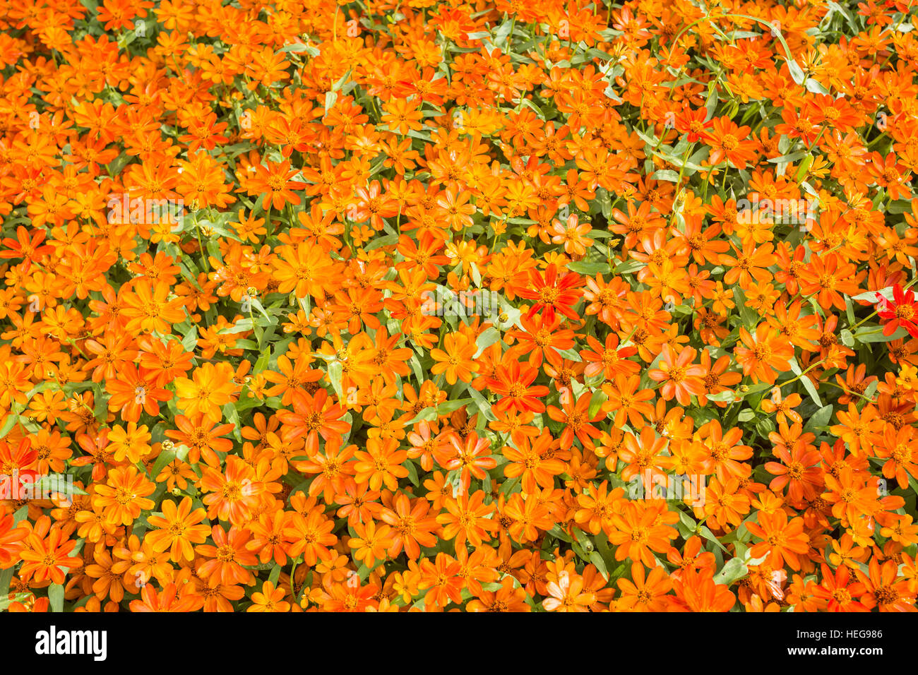 Top view pattern of orange flower plantation texture for background ...