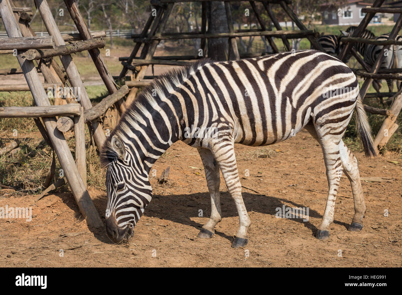 Zebra in zoo thailand hi-res stock photography and images - Alamy