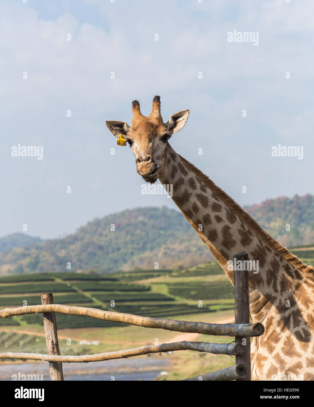 Portrait of a curious giraffe on blue sky background, Focus on head ...