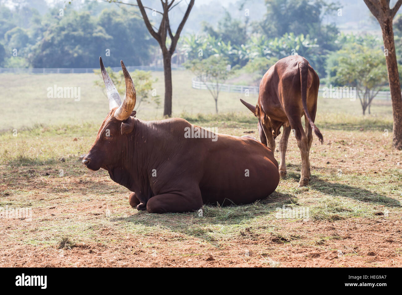 Sanga Cattle Stock Photos & Sanga Cattle Stock Images - Alamy