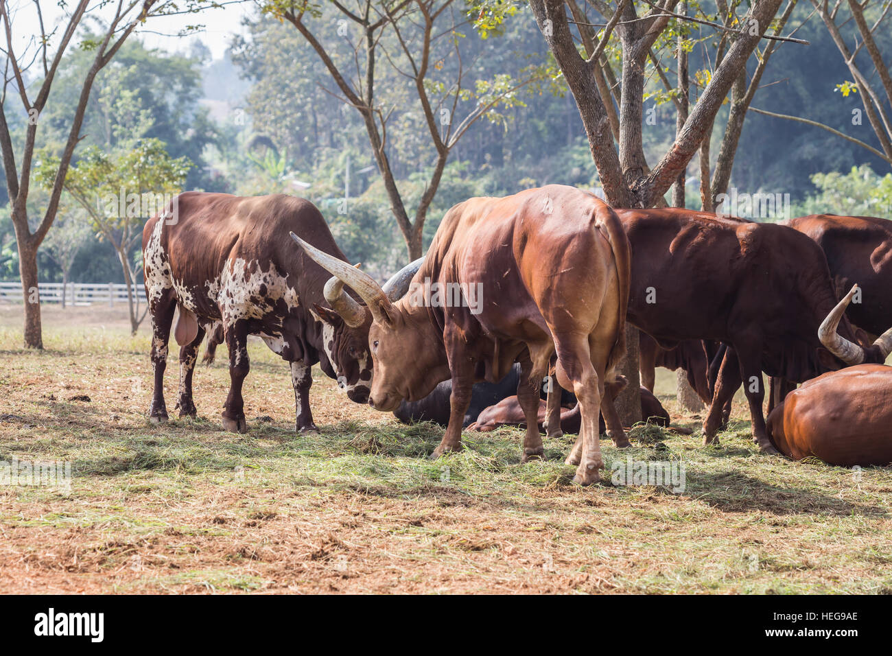 Sanga Cattle Stock Photos & Sanga Cattle Stock Images - Alamy