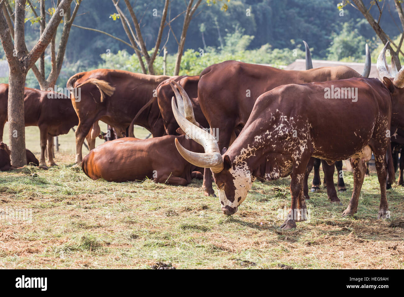 Sanga Cattle Stock Photos & Sanga Cattle Stock Images - Alamy