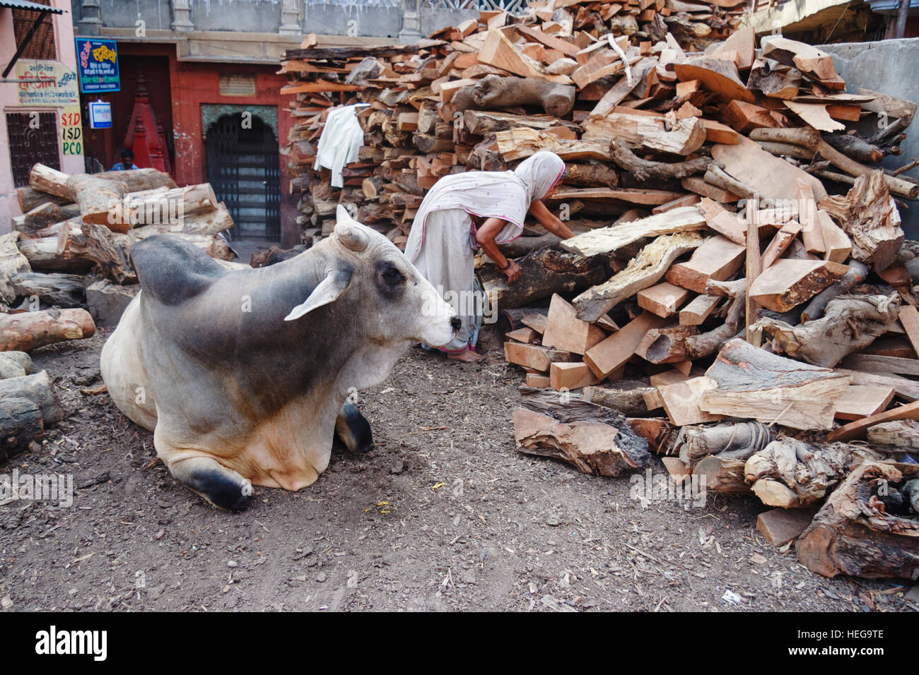 Widow dressed in white collecting firewood by a cow at the Manikarnika ...