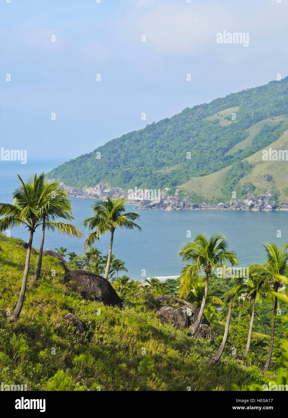 Brazil, State of Sao Paulo, Ilhabela Island, Plam Trees in Bonete Stock ...