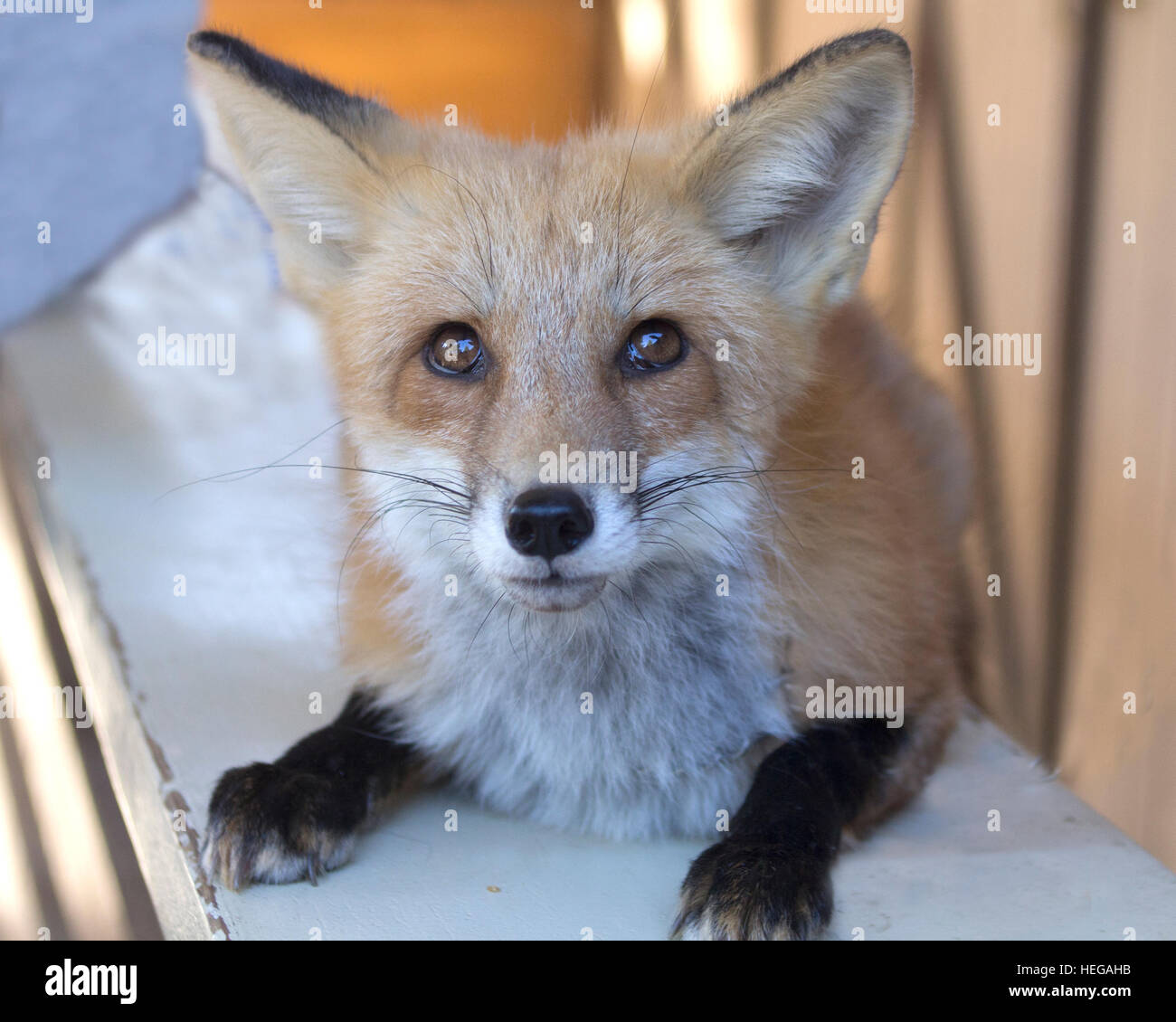 Red fox common wildlife hi-res stock photography and images - Alamy