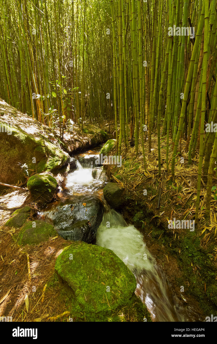 Brazil, State of Rio de Janeiro, View of the Bamboo Forest in the Serra ...