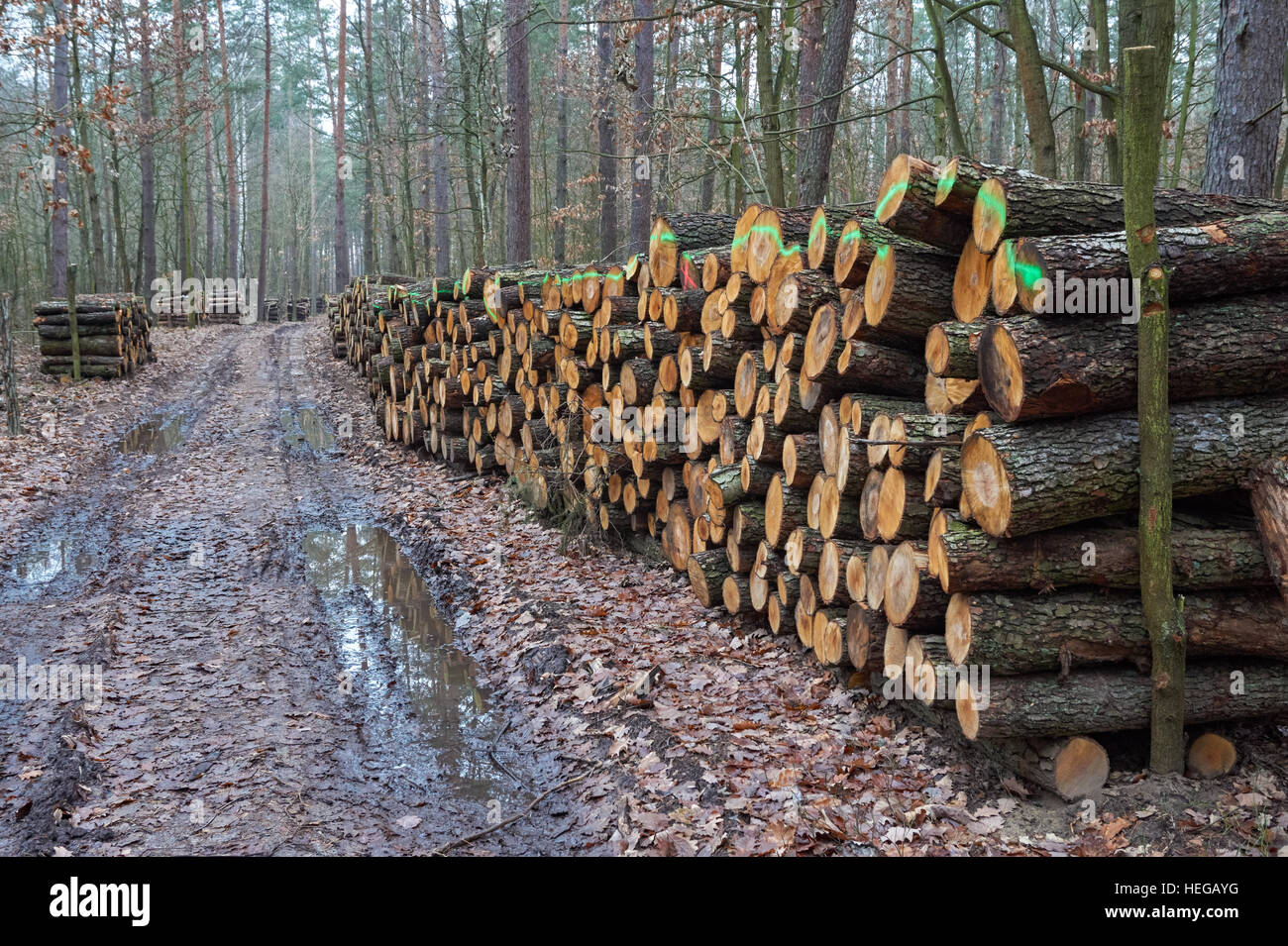 Pine logs stacked in the forest Stock Photo - Alamy