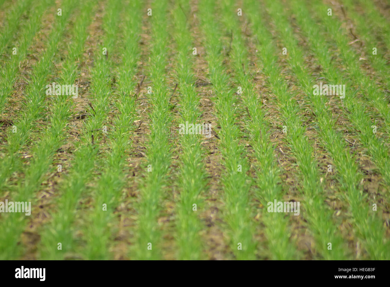 Spring winter wheat field. Shoots of wheat in a field on the ground ...