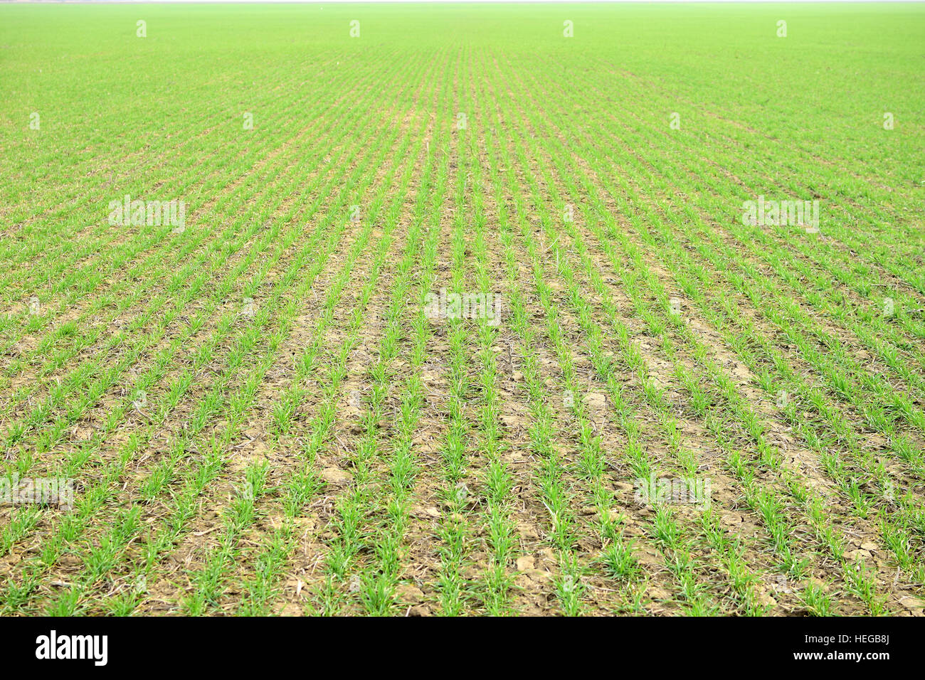 Spring winter wheat field. Shoots of wheat in a field on the ground ...