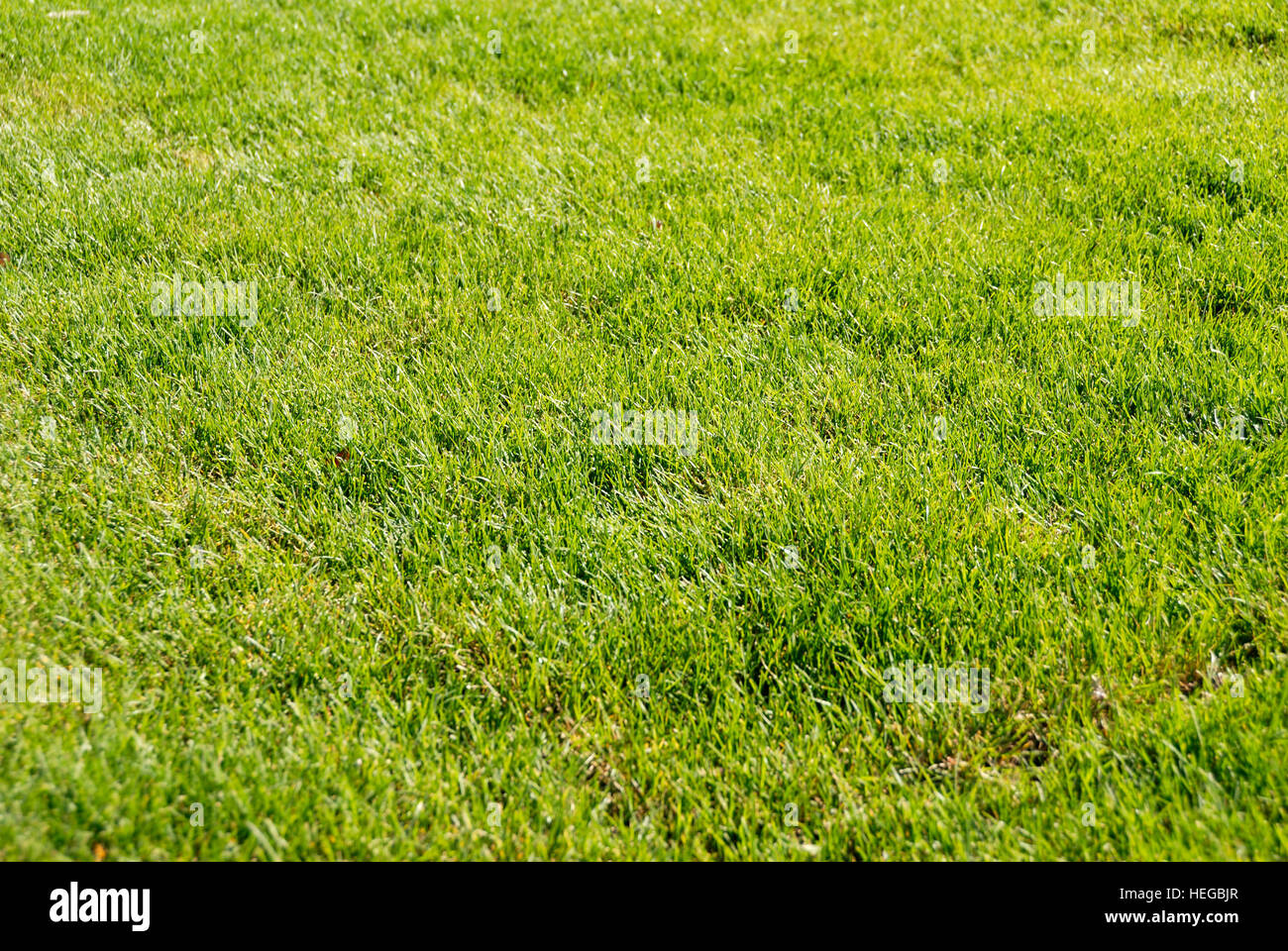 Beautifully cut field of summer grass! Perfect for a soft green spring ...