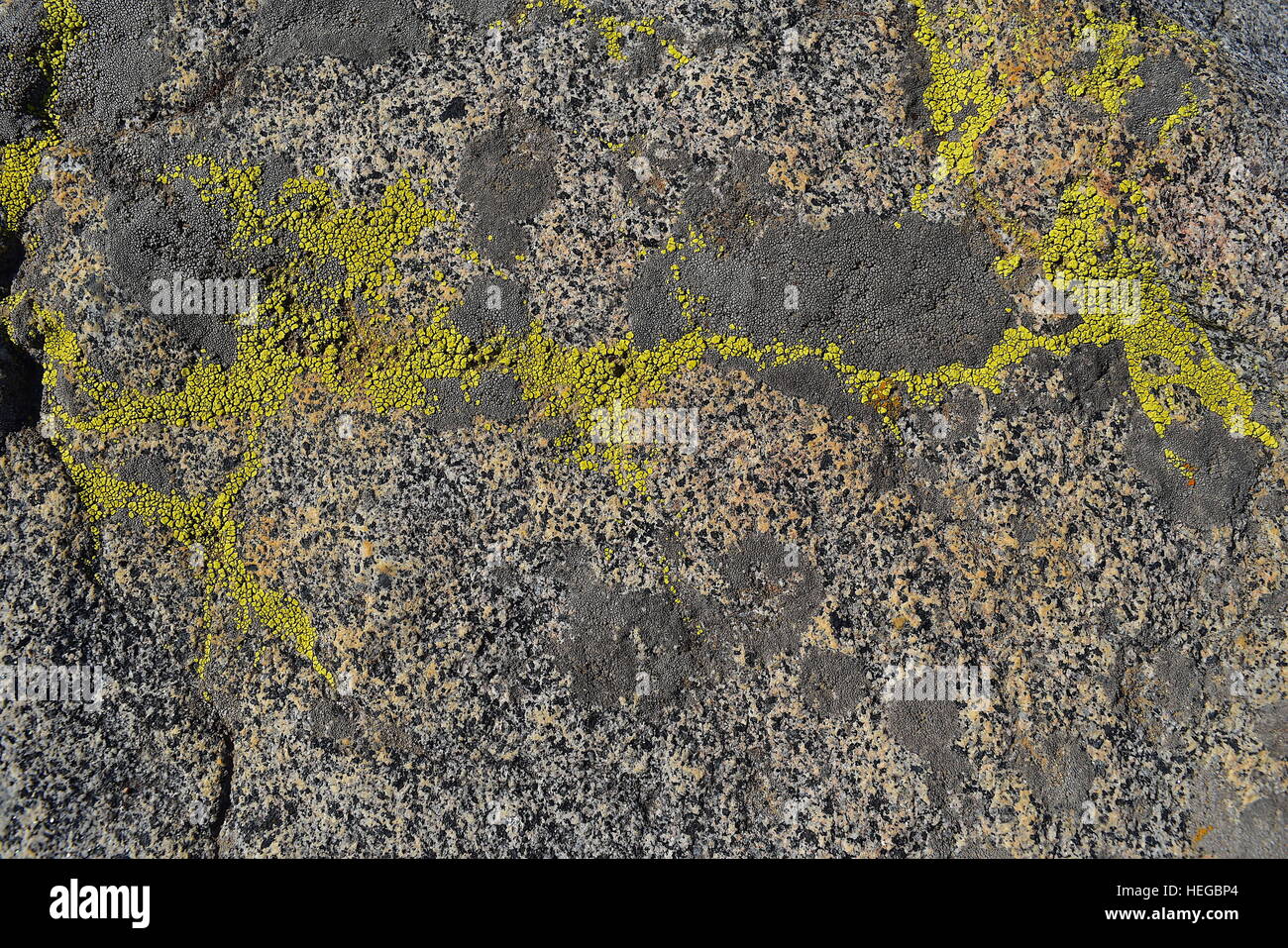 Colorful yellow lichen growing on granite rock Stock Photo - Alamy