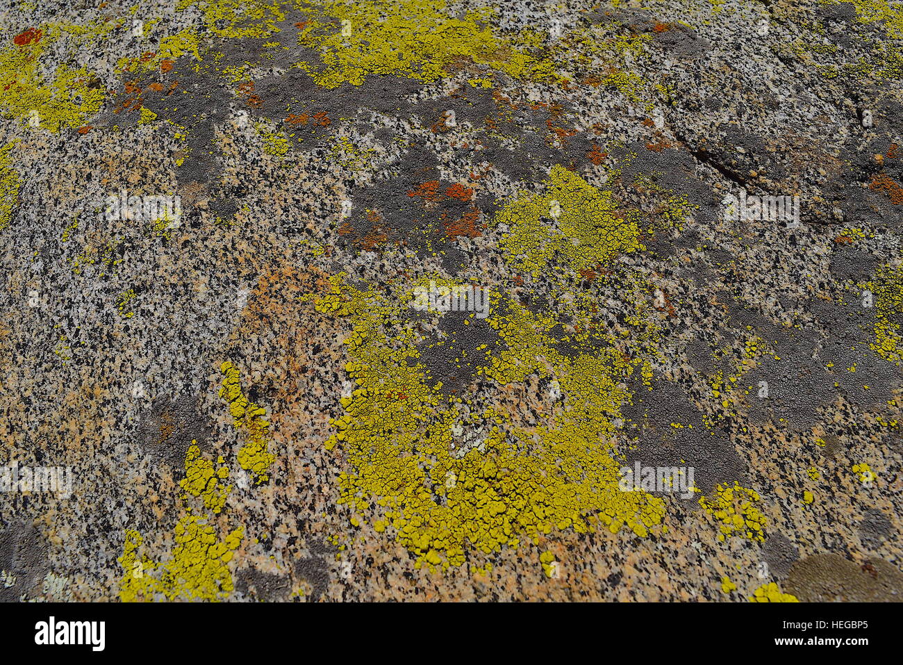 Colorful yellow and red lichen on granite rock Stock Photo - Alamy